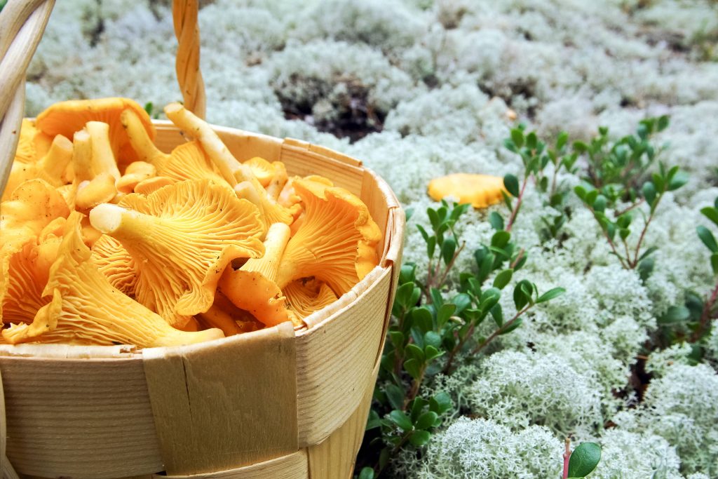 Luontoliikkujalle - VisitHeinavesi