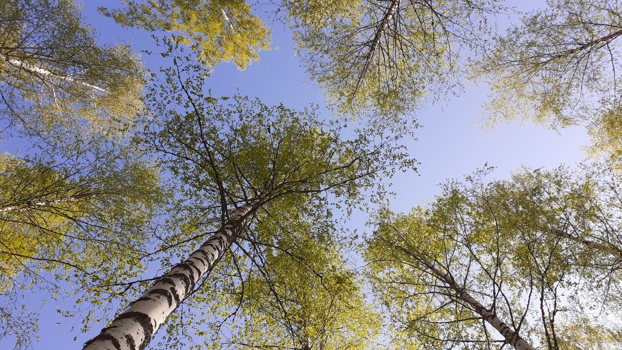 Metsämieli- Minna Koistinen - VisitHeinavesi